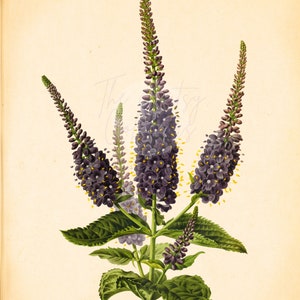 Speedwell Flower Veronica Clip Art Botanical Vintage - Etsy