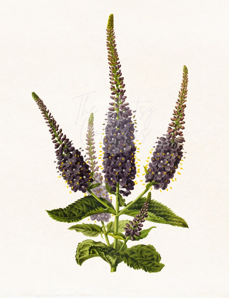 Speedwell Flower Veronica Clip Art Botanical Vintage - Etsy