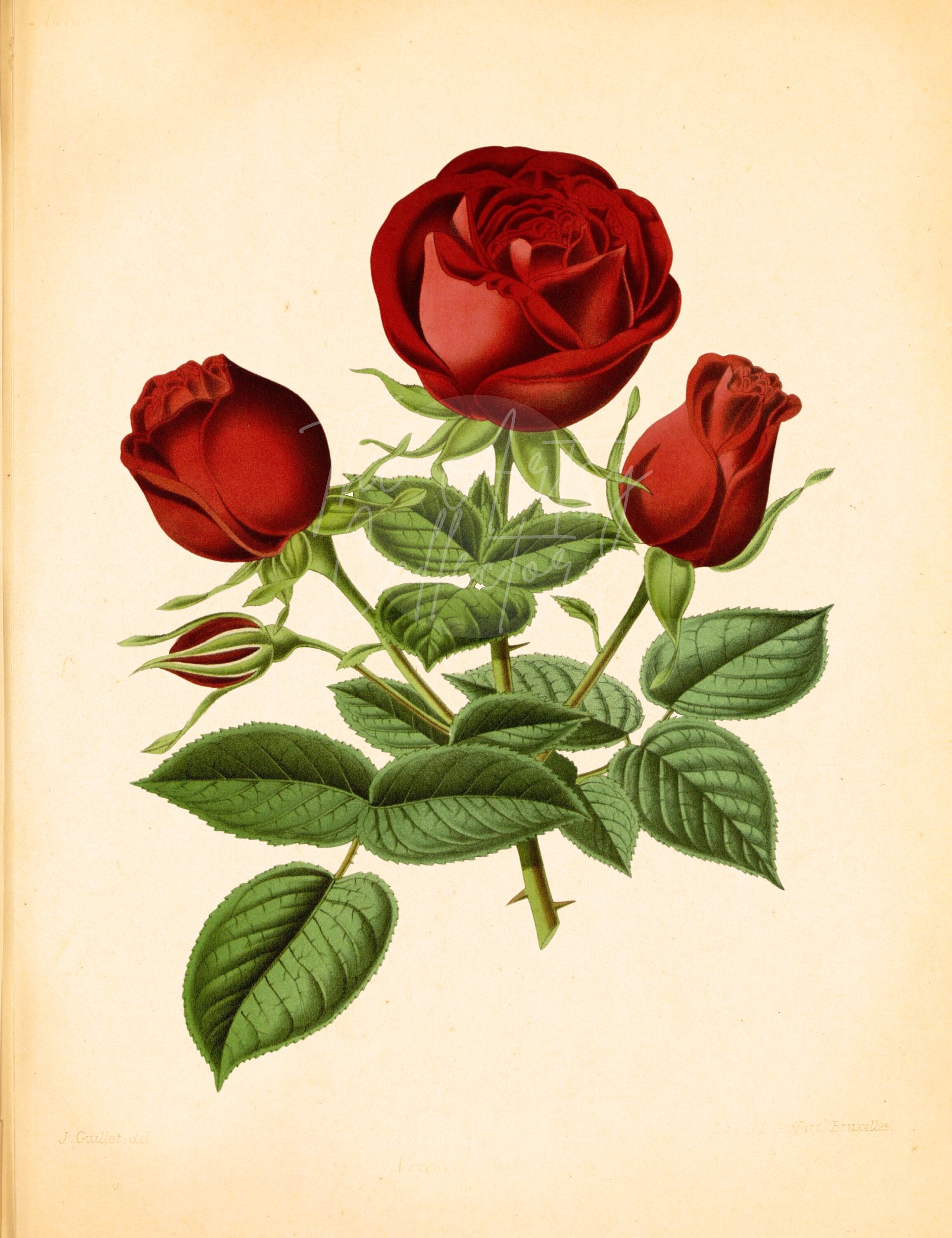 Red Flower Clip Art Rose Clip Art Vintage Botanical - Etsy