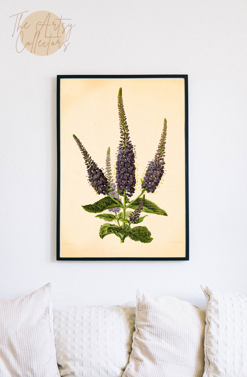 Speedwell Flower Veronica Clip Art Botanical Vintage - Etsy