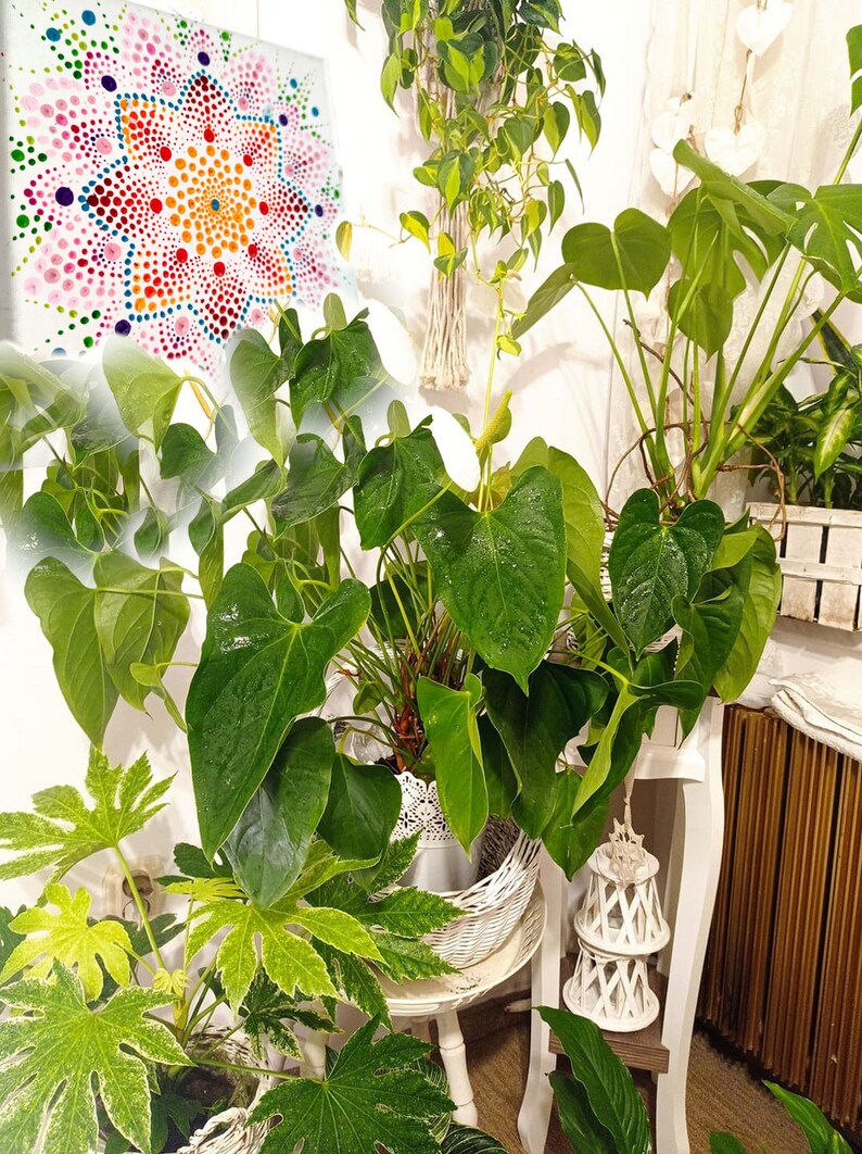 Mandala of Joy and Lightness Mandala Art From Heart - Etsy Canada