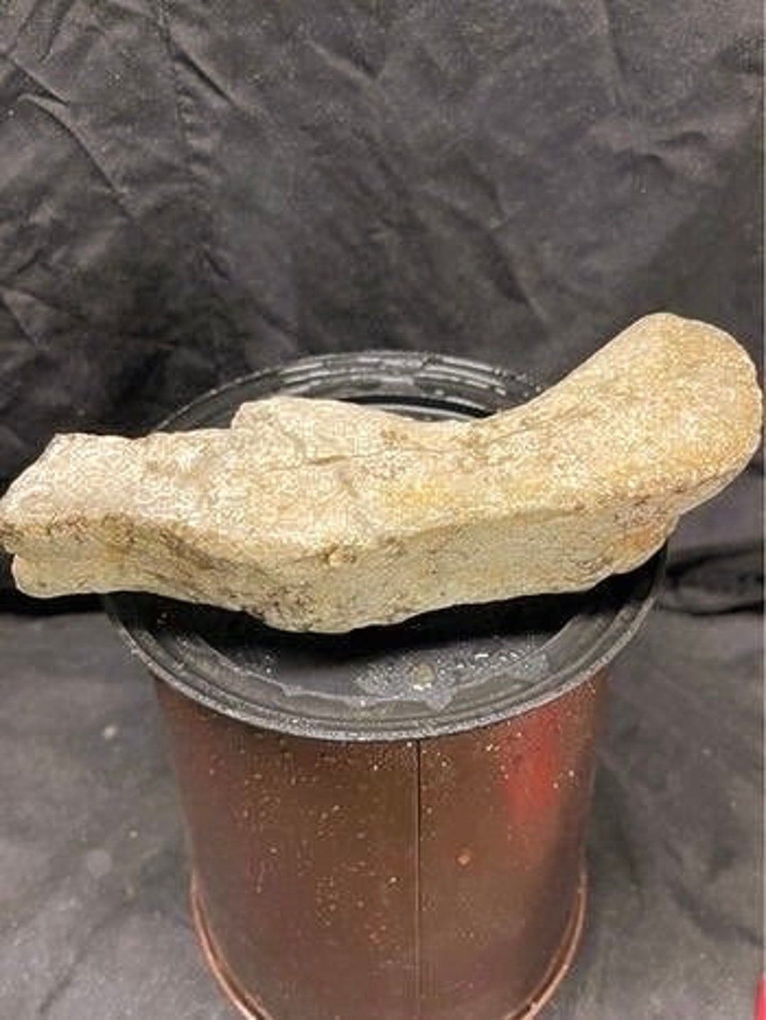 Mesohippus Dinosaur Leg Bone Authentic - Etsy