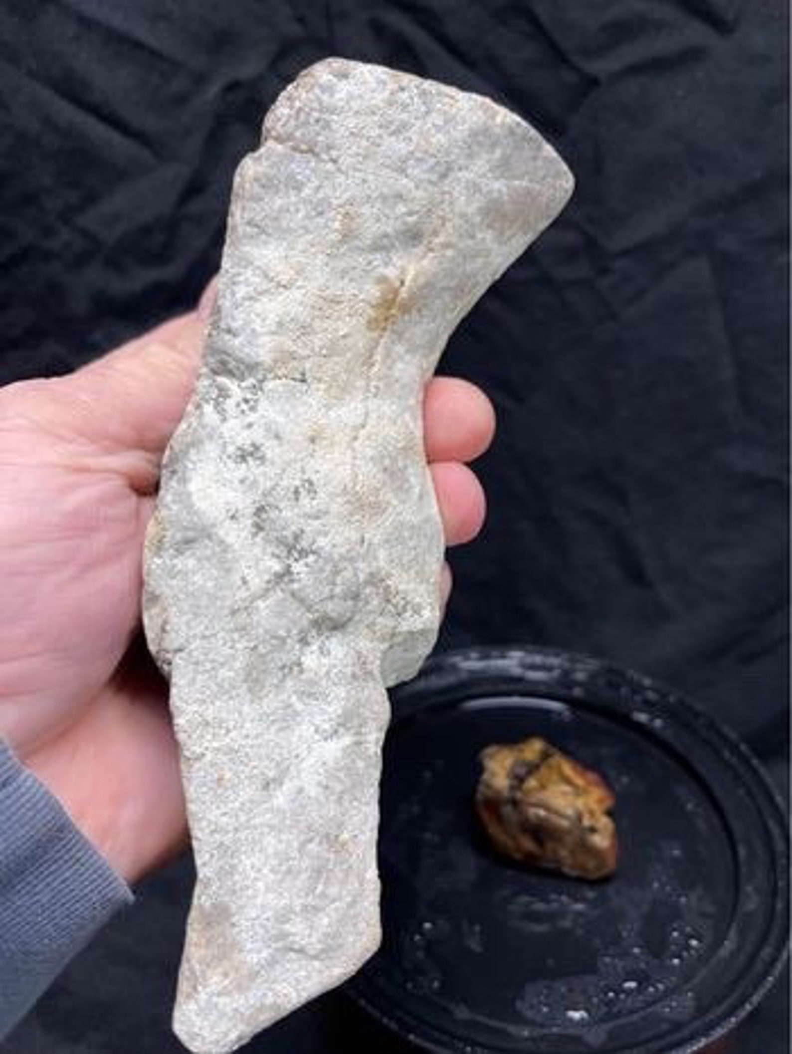 Mesohippus Dinosaur Leg Bone Authentic - Etsy