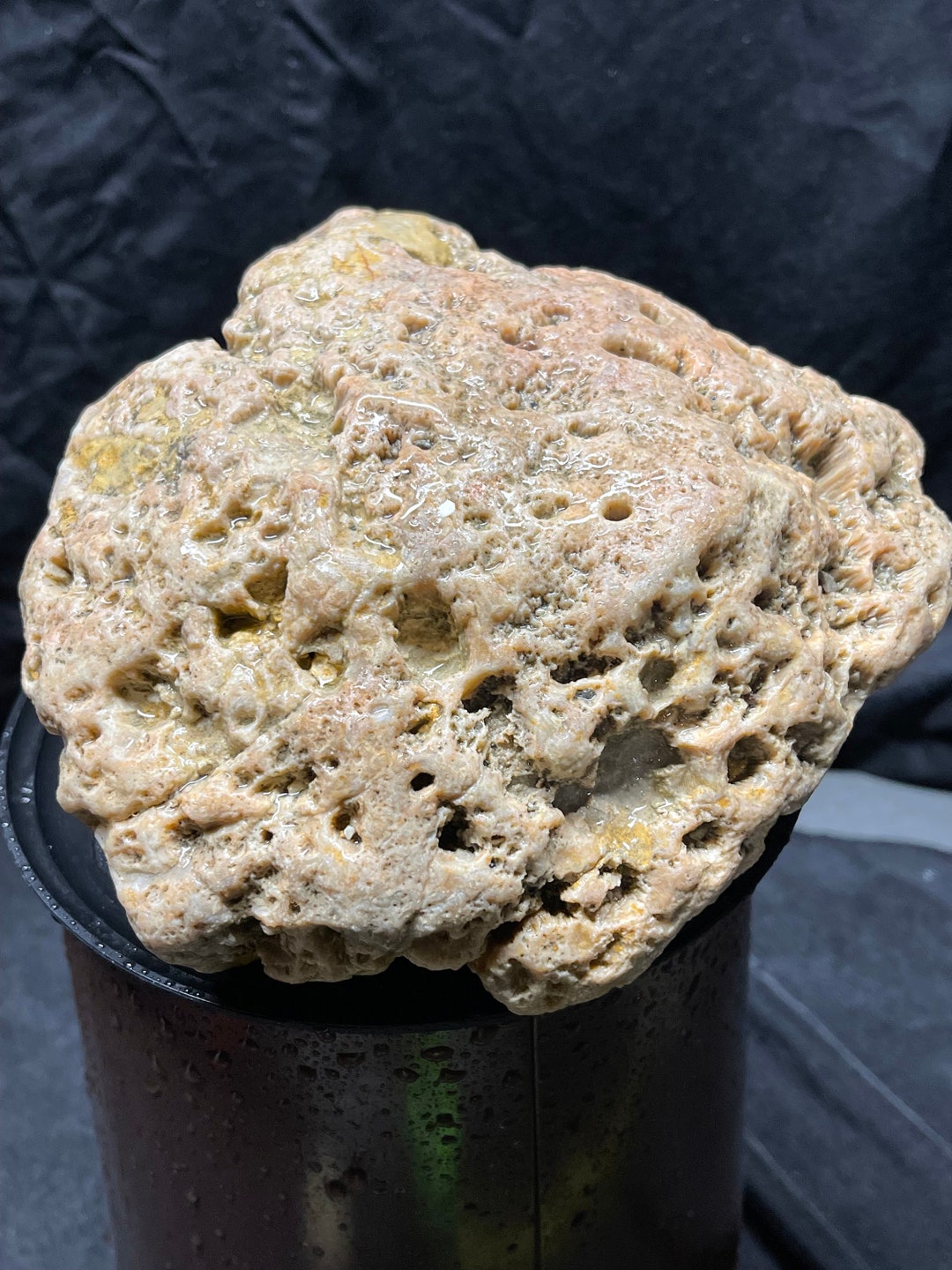 Ancient Sea Coral Fossil Rainbow Perfect Rare Specimen. Highly ...