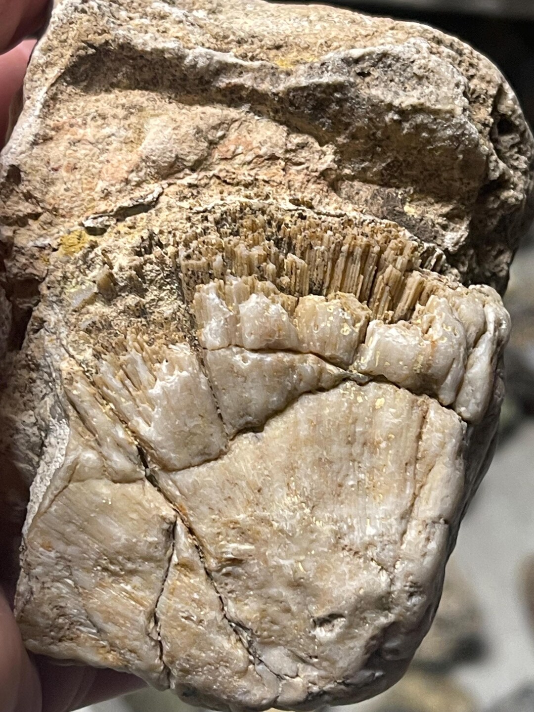 Ancient Sea Coral Fossil on Matrix - Etsy