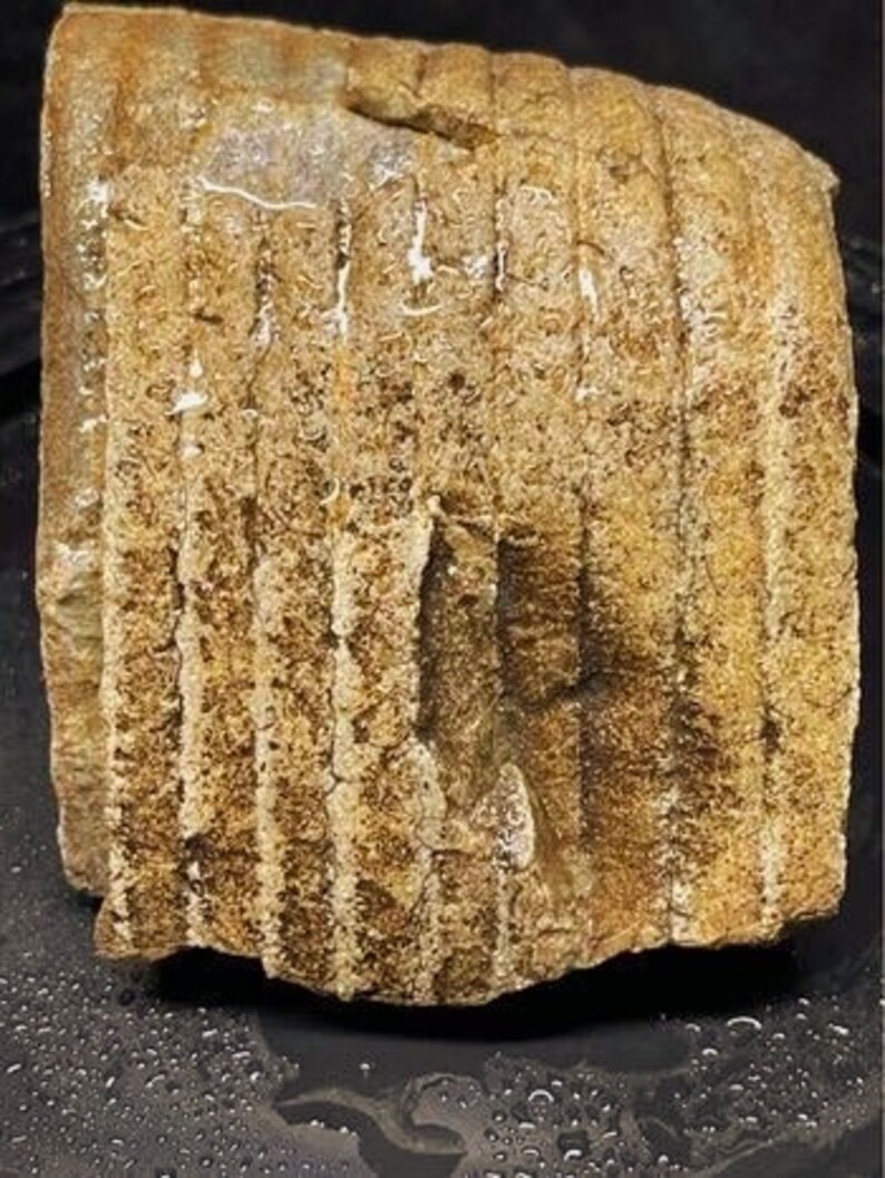 Extinct Cephalapod Dinosaur Tentacle Fossil - Etsy