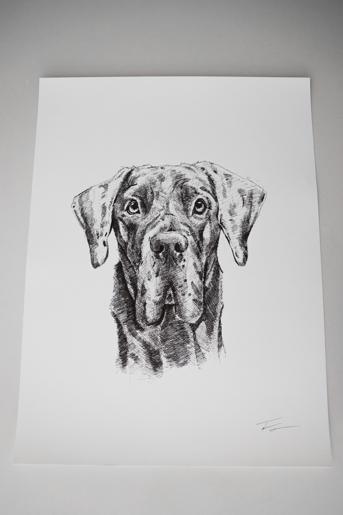Sketch Pen Great Dane Drawing, Black and White Dog Portrait, Memorable ...