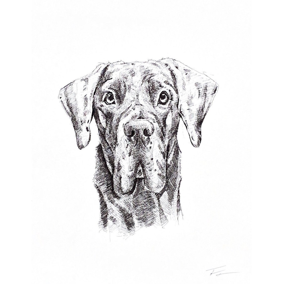 Sketch Pen Great Dane Drawing, Black and White Dog Portrait, Memorable ...