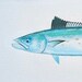 Marlin Acrylic Painting Giclee Print | 12 X 24-inch - Etsy