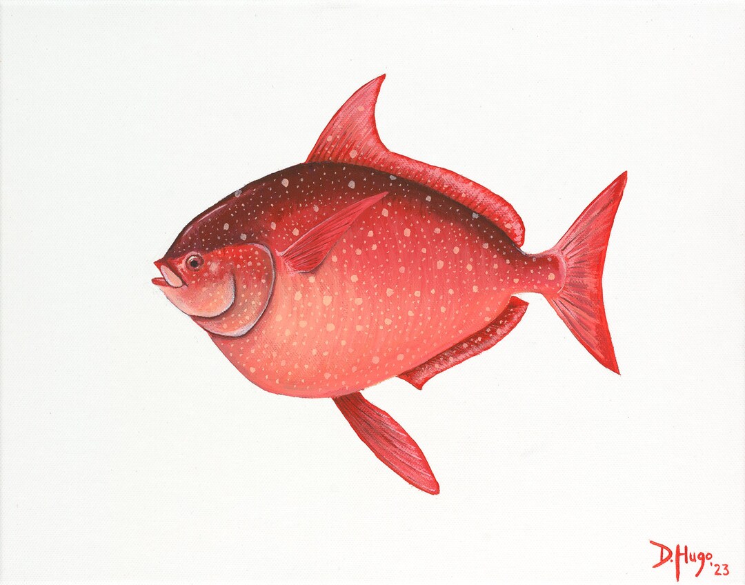 Opah Fish Side Profile Acrylic Giclee Print | 11 X 14-inch - Etsy