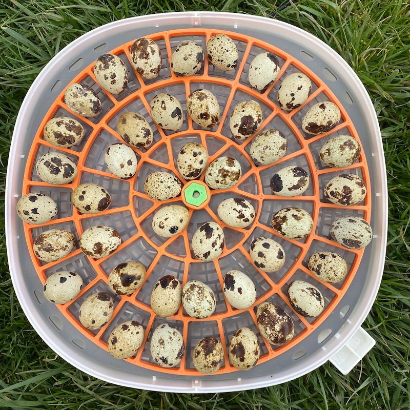 Farm Egg Tray - Etsy