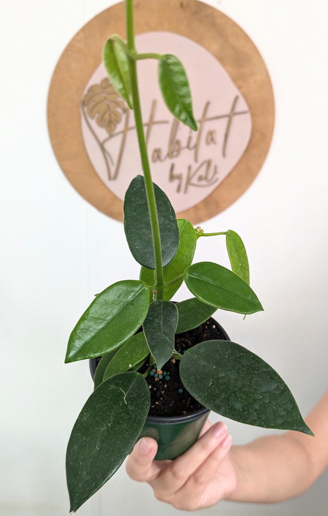 Hoya Cv Monette - Etsy