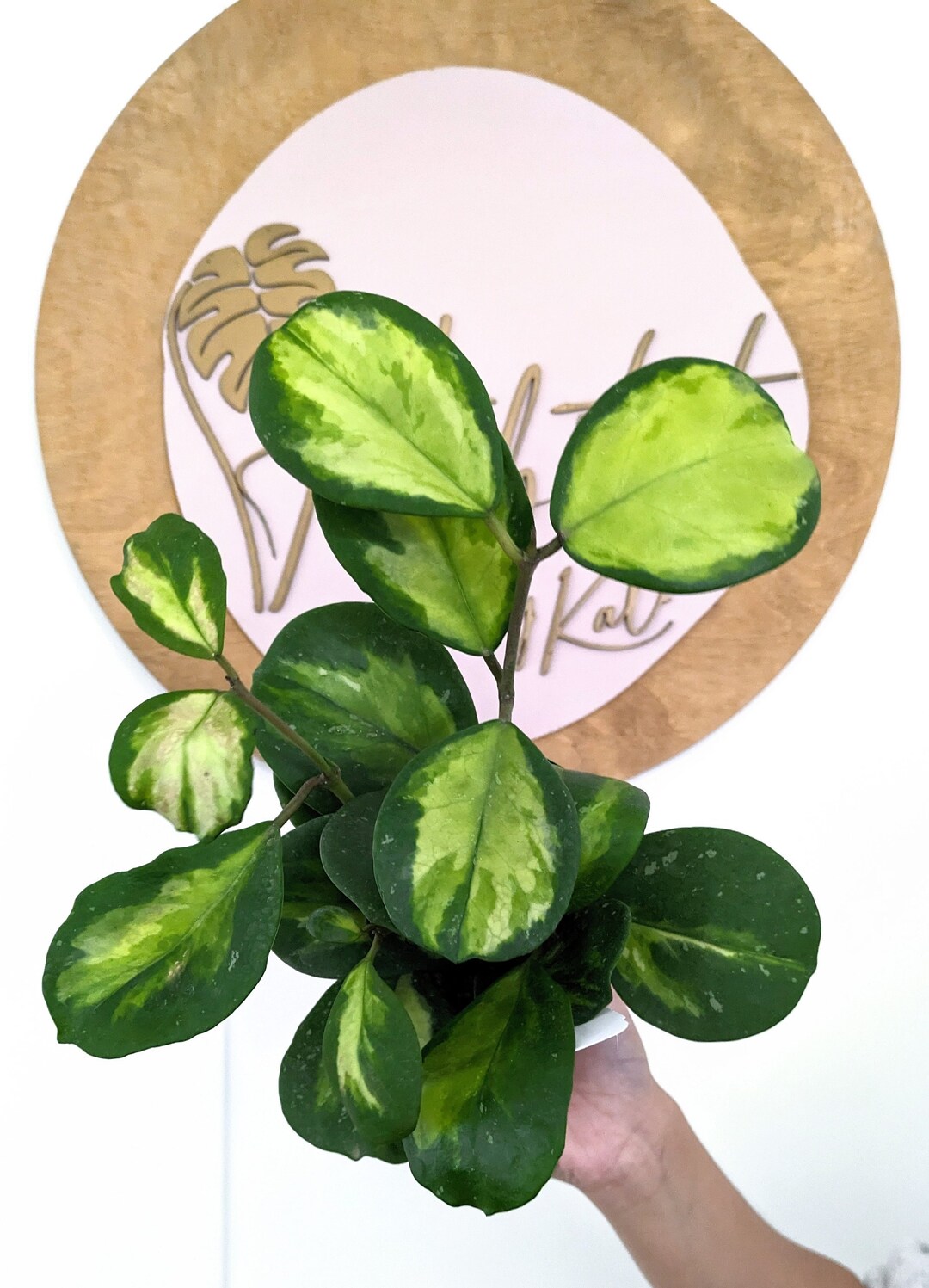 Hoya Obovata 'inner Variegated' - Etsy