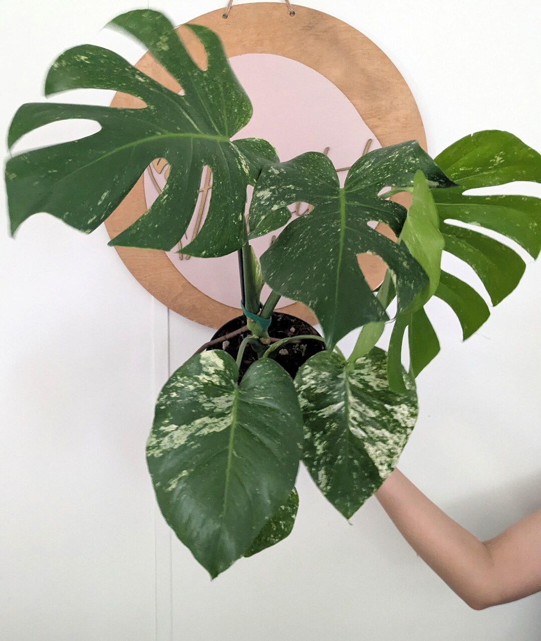 Monstera White Monster (splash) - Etsy