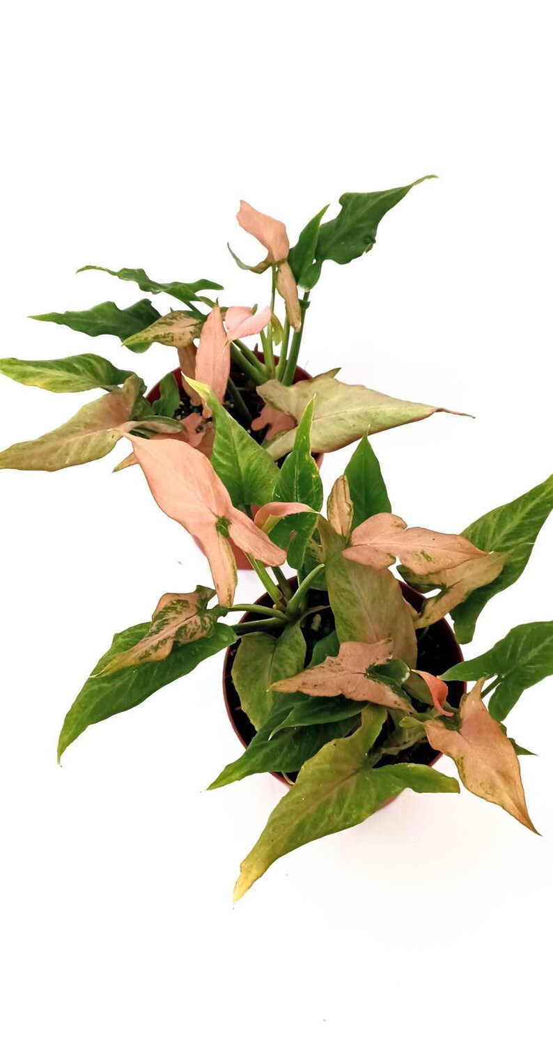 Syngonium Mickey - Etsy