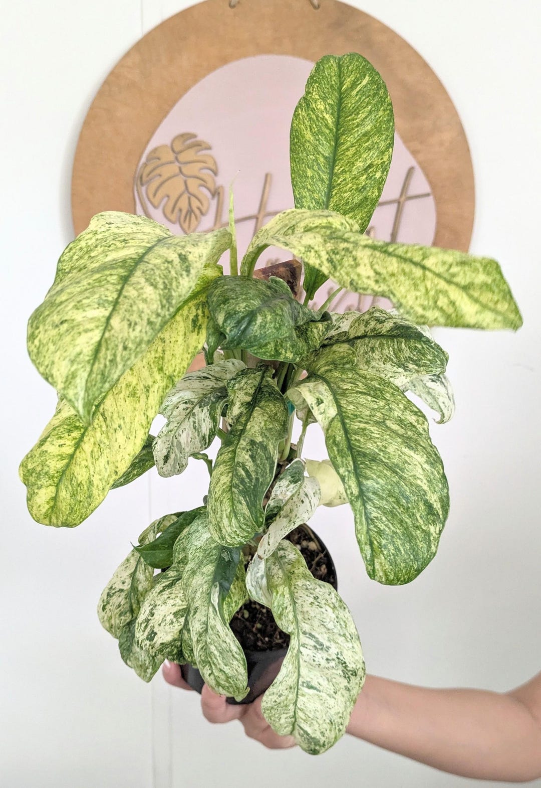 Rhaphidophora Puberula Variegated - Etsy