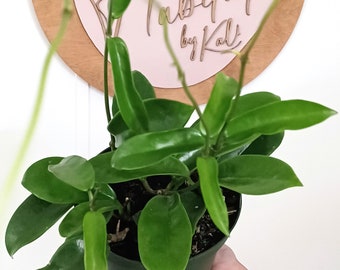 Hoya Meliflua Fast Growing Easy Care Hoya Live Rare Indoor - Etsy