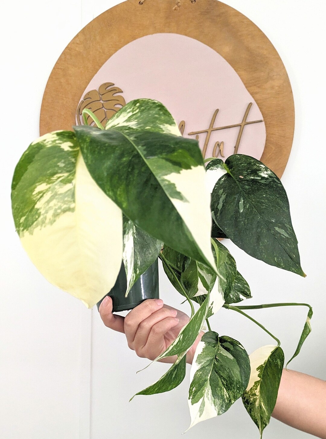 Epipremnum Pinnatum Albo - Etsy