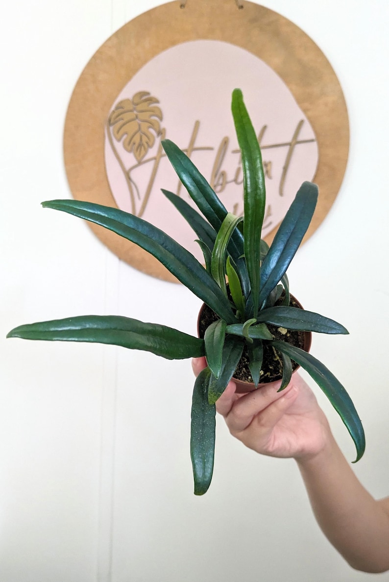 Microsorum Thailandicum (blue Oil Fern) - Etsy