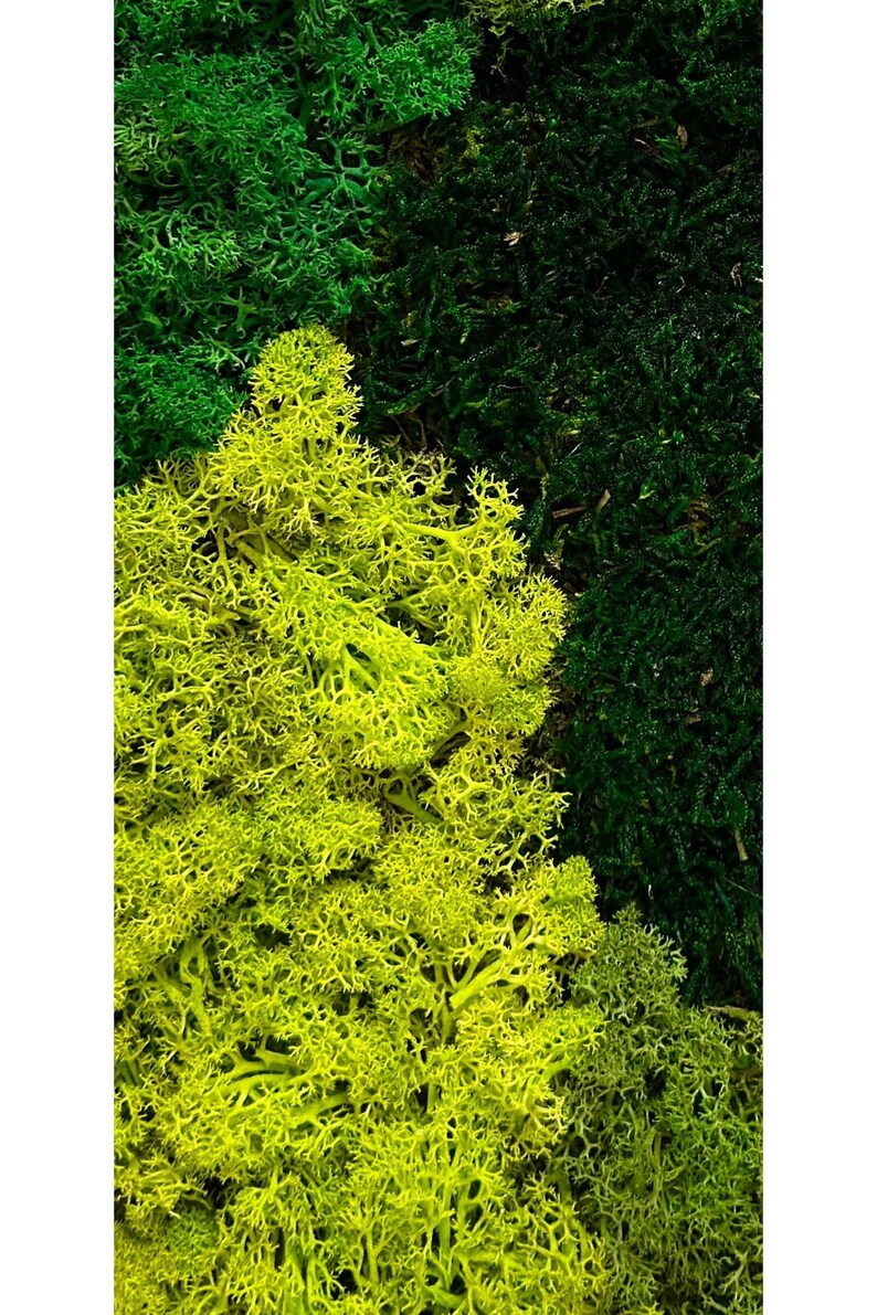Moss Pattern Wall Art Real Moss, Zero Maintenance Eco-friendly Natural ...