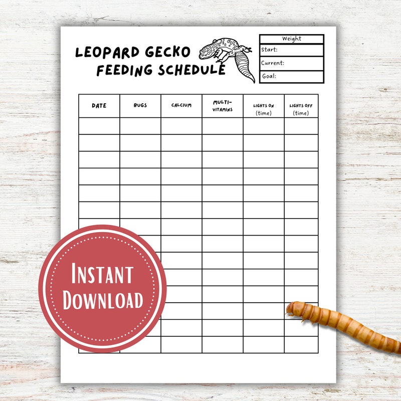 Gecko Feeding Chart - Etsy