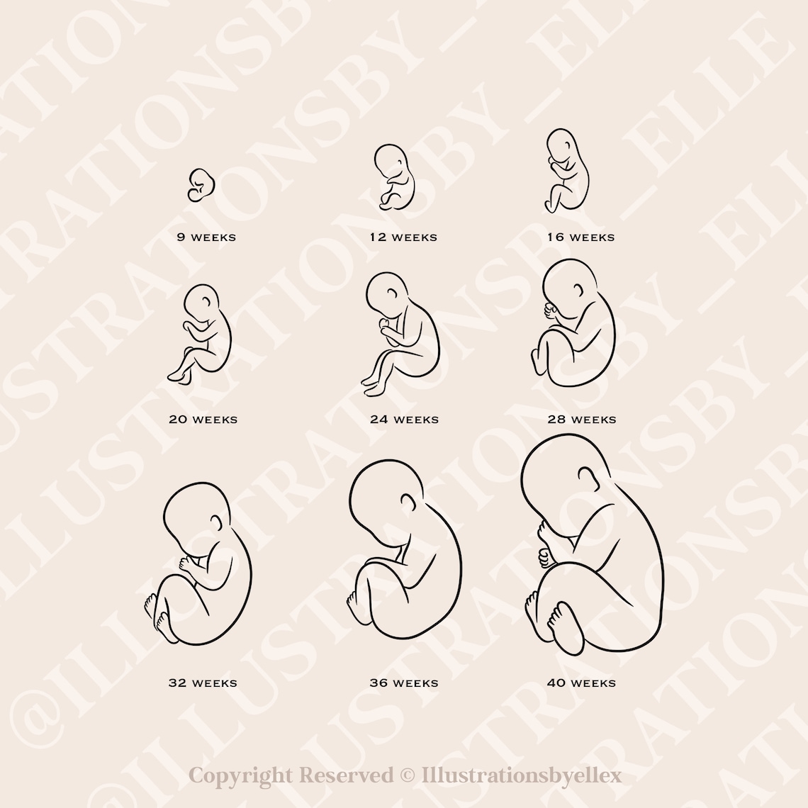 Fetal Development Stages SVG | Pregnancy Trimester Line Art | Fetus ...