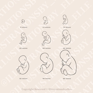 Fetal Development Stages SVG | Pregnancy Trimester Line Art | Fetus ...