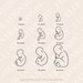 Fetal Development Stages SVG | Pregnancy Trimester Line Art | Fetus ...