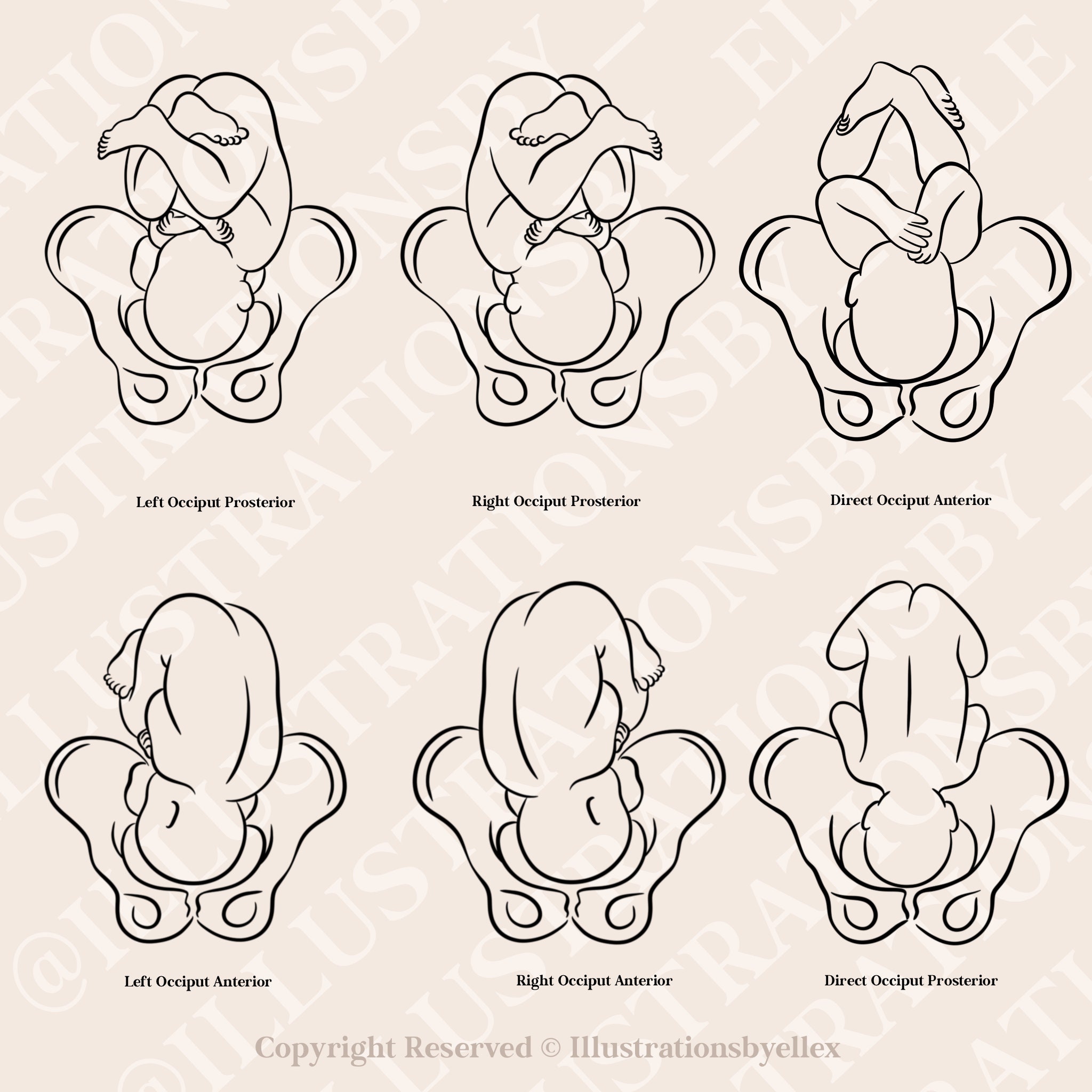 Fetal Positions SVG Line Art | Baby Birth Positions Line Drawing ...