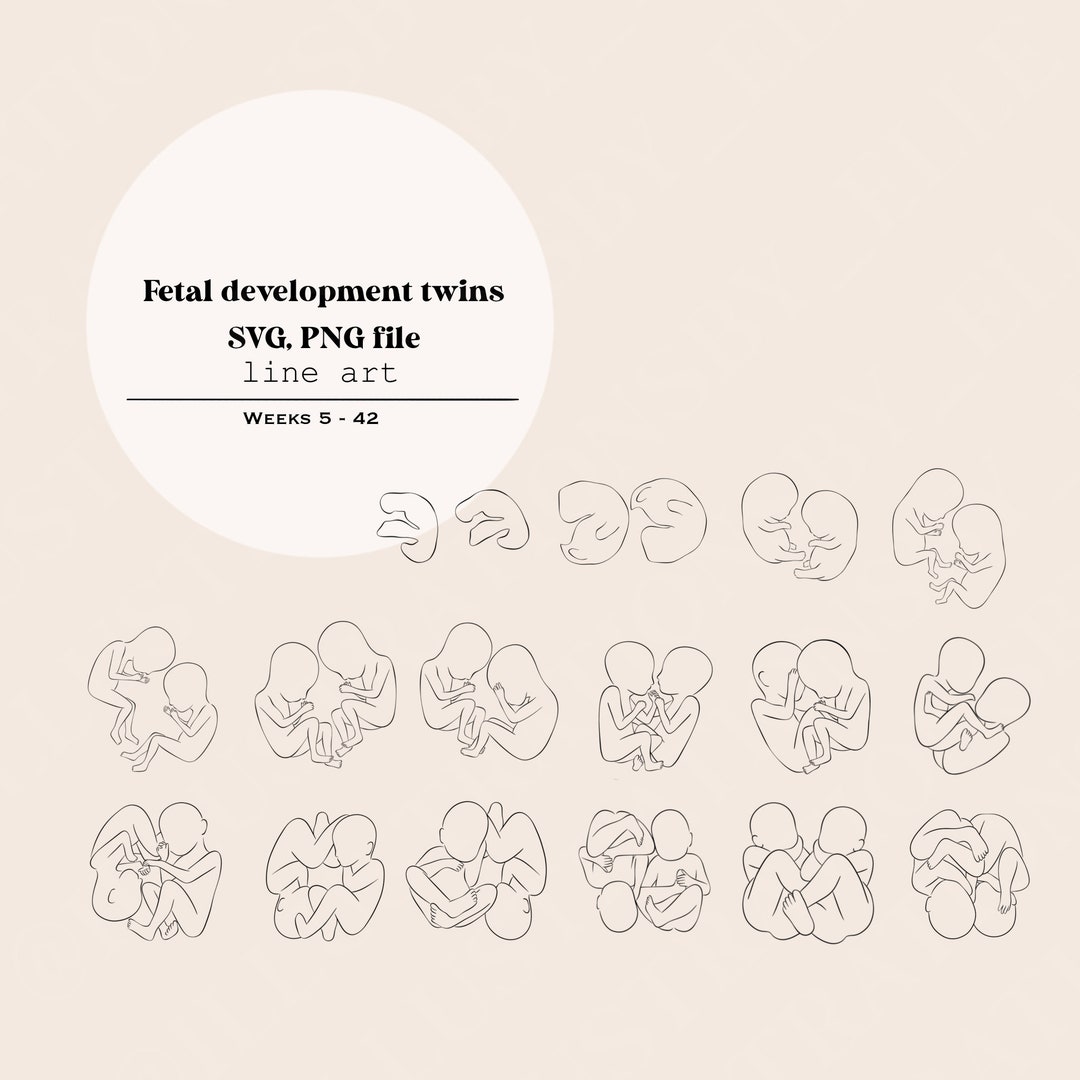 Twin Fetal Development Stages | Pregnancy Trimester Line Art | Fetus ...