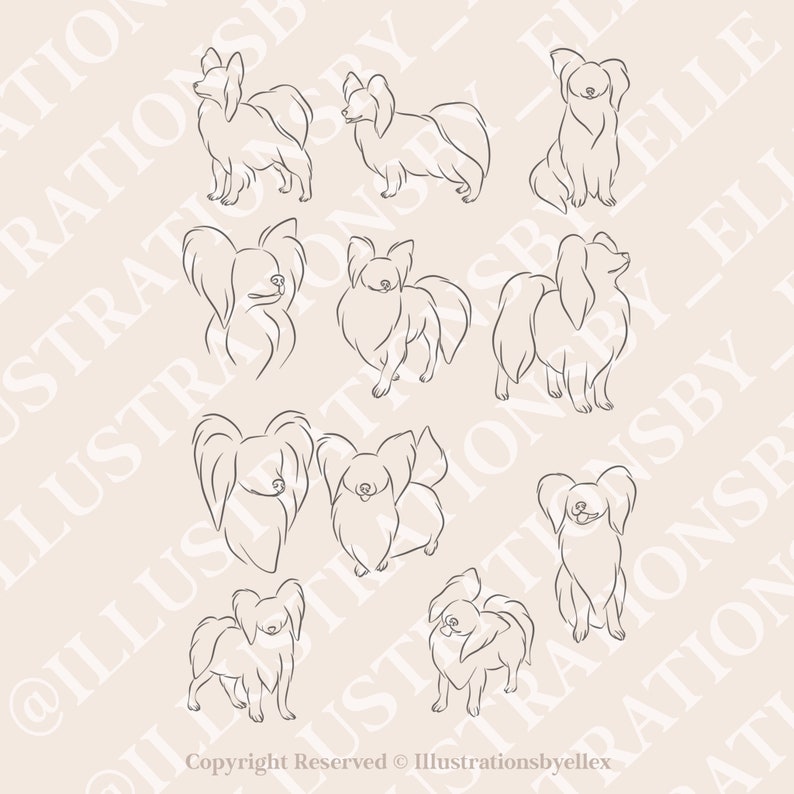 Papillon Dog Puppy Line Art | Dog Puppies Line Drawing | Papillon Dog ...
