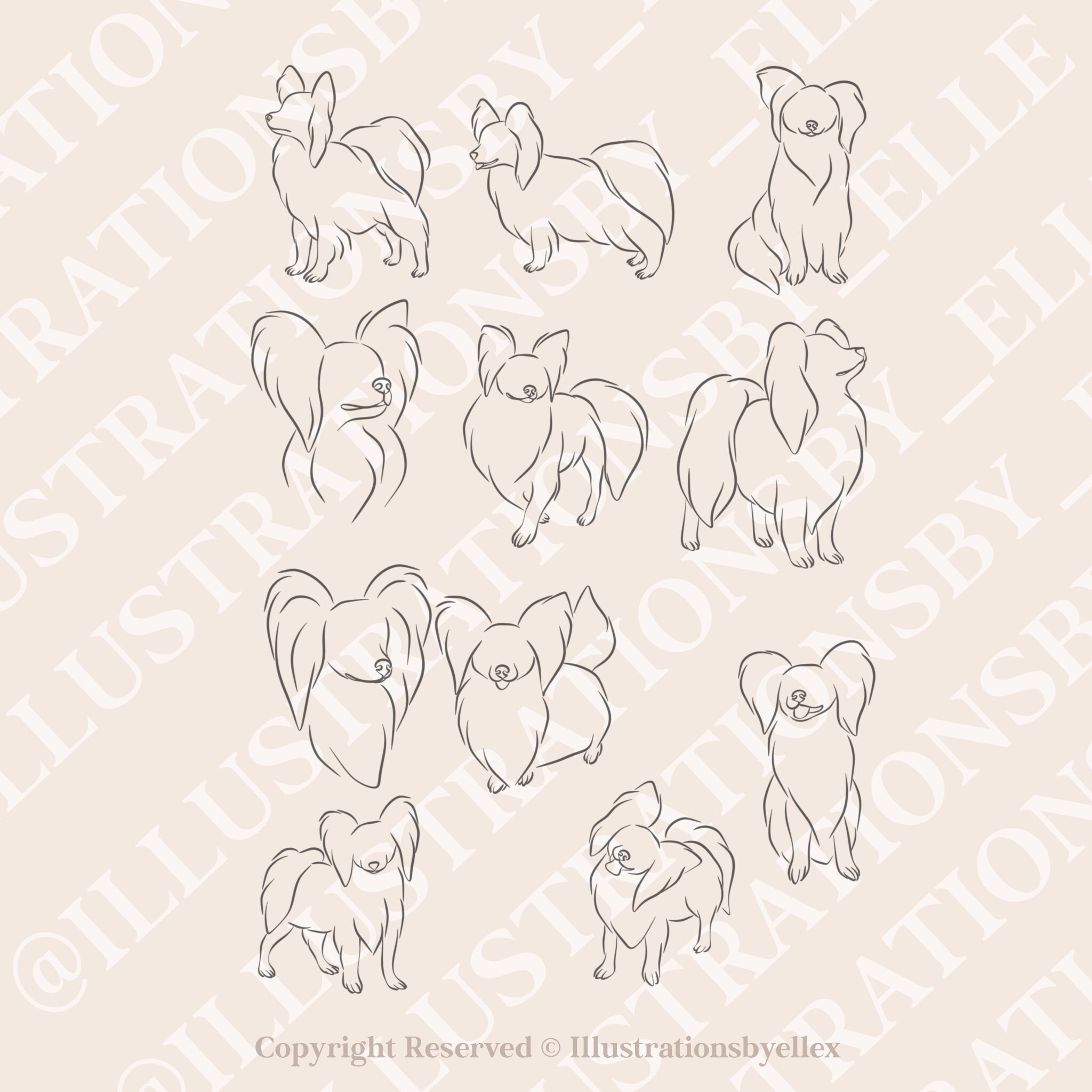 Papillon Dog Puppy Line Art | Dog Puppies Line Drawing | Papillon Dog ...