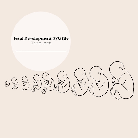 Fetal Development Stages