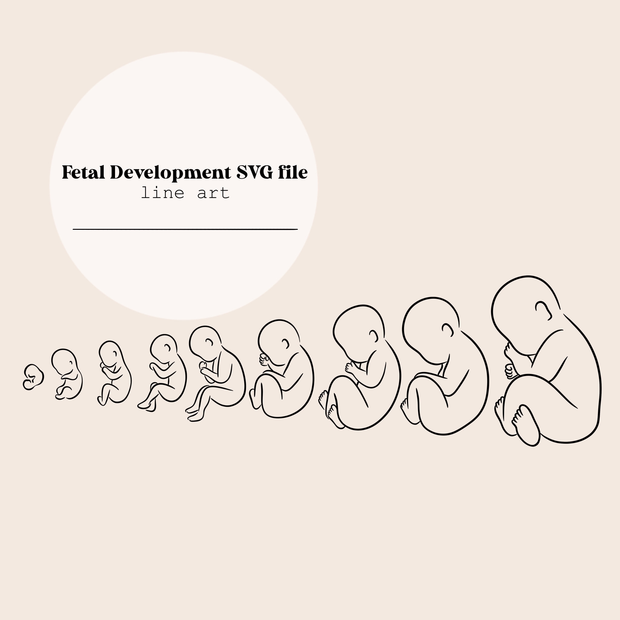 Fetal Development Stages SVG | Pregnancy Trimester Line Art | Fetus ...