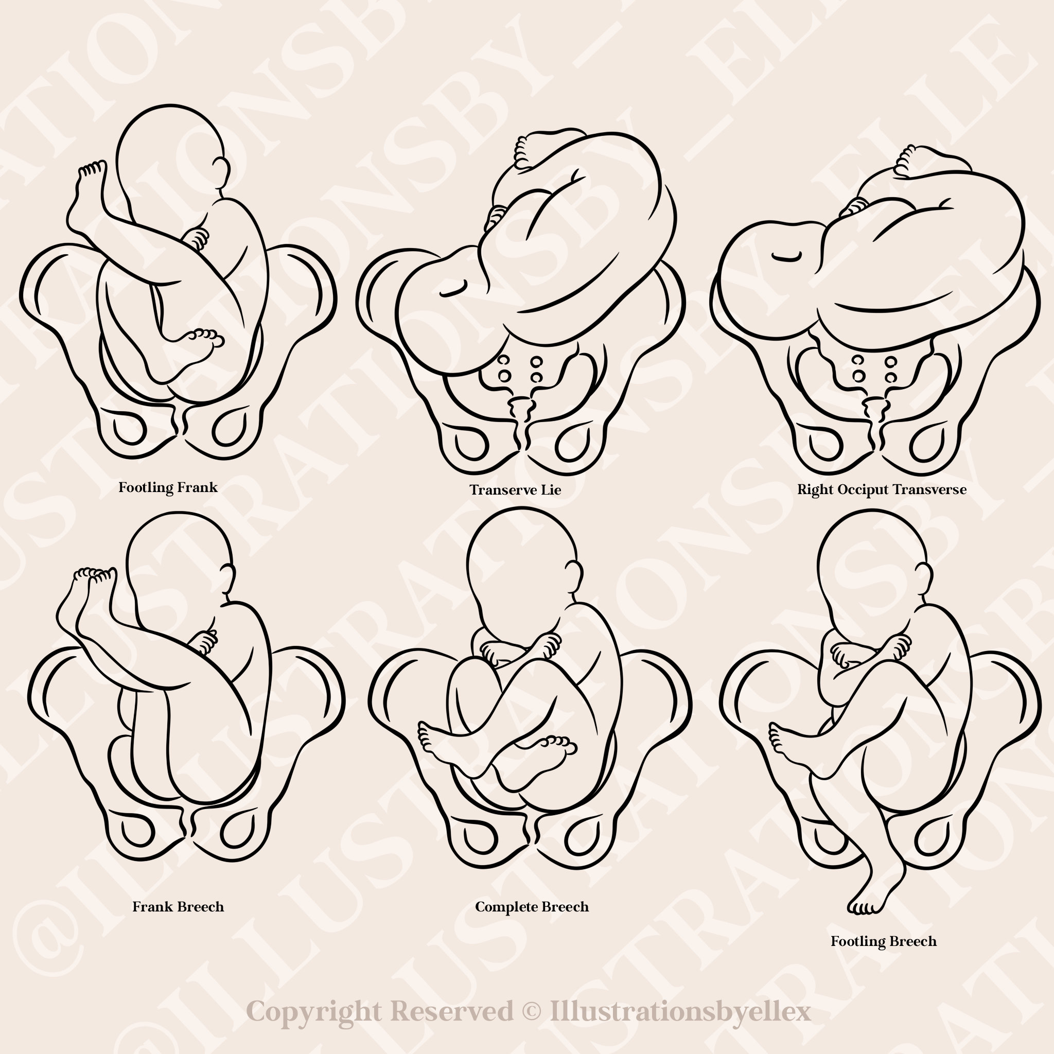 Fetal Positions SVG Line Art Baby Birth Positions Line - Etsy Canada