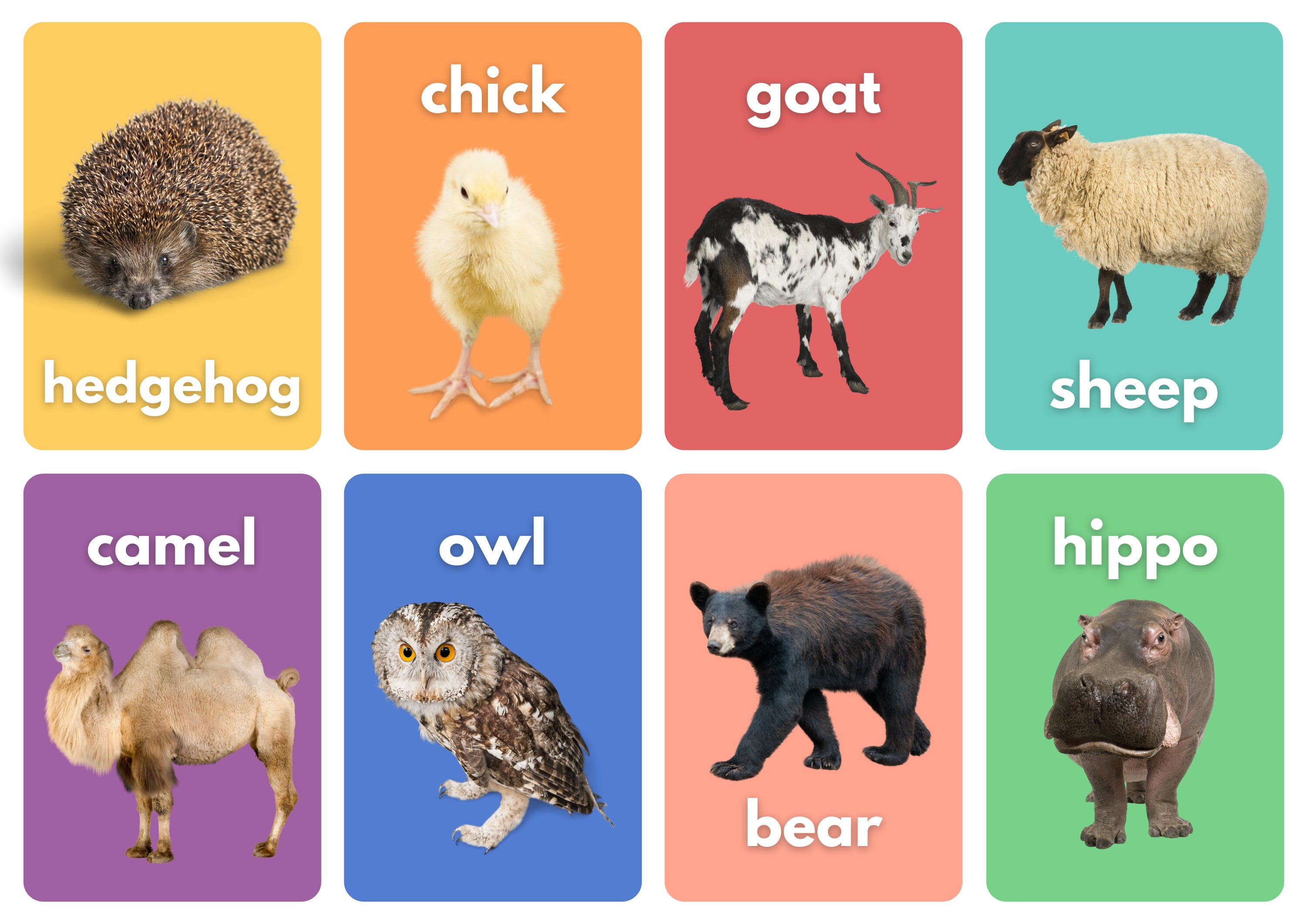 Animal & Bird Fact Flash Cards, Educational, Learning, Home Learning ...