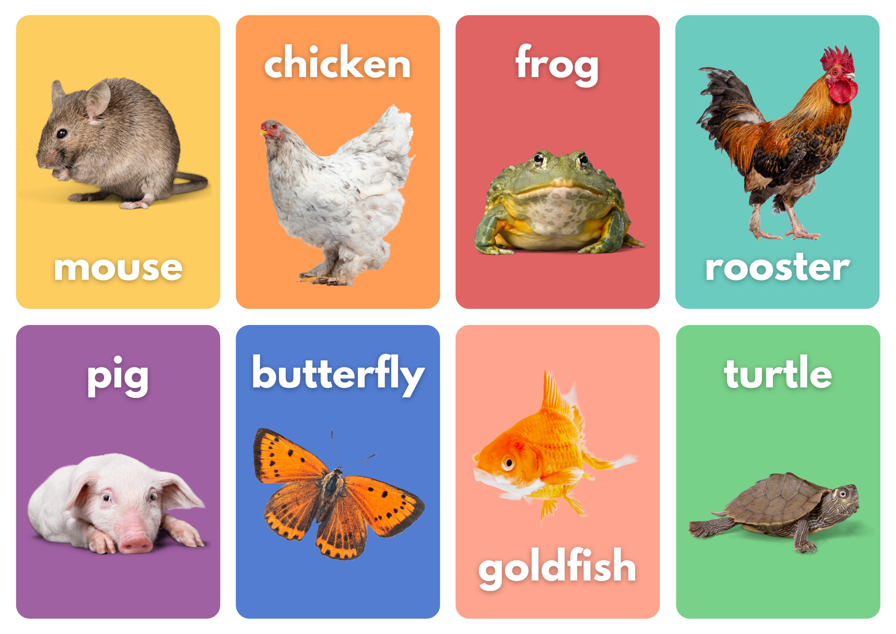 Animal & Bird Fact Flash Cards, Educational, Learning, Home Learning ...