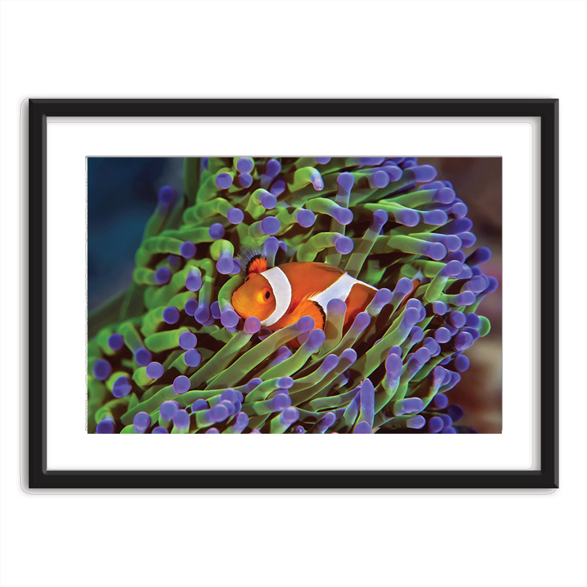 Clownfish Wall Art | Ocean Art Print | Ocean Art Painting | Ocean Art ...