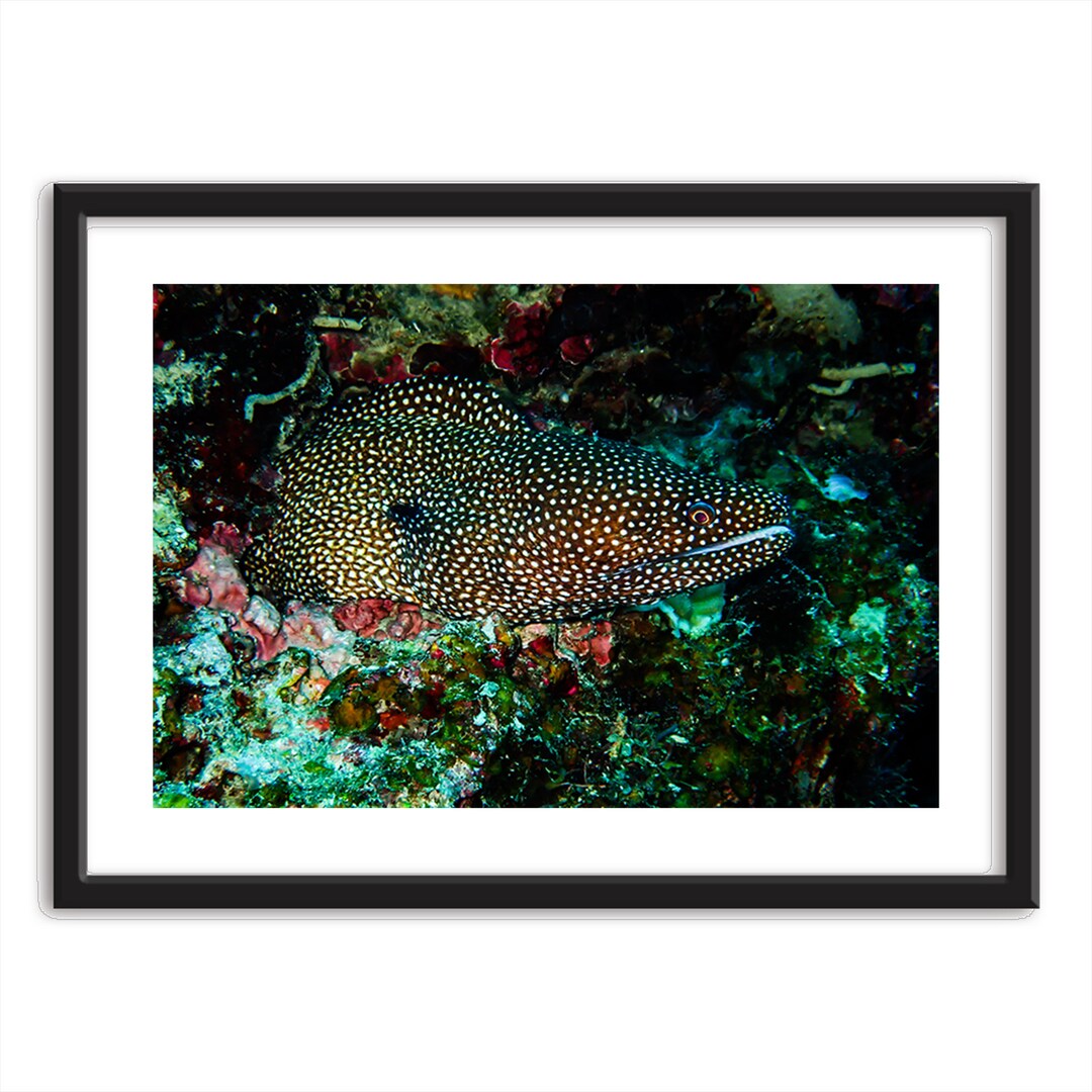 Moray Eel Wall Art | Ocean Art Print | Ocean Art Painting | Ocean Art ...