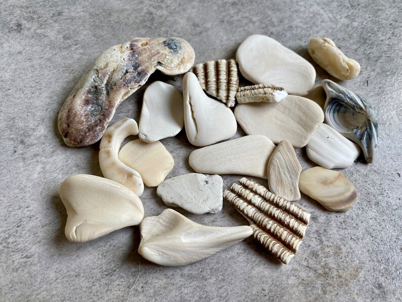 Ocean Shells Beach Shells 10 - Etsy