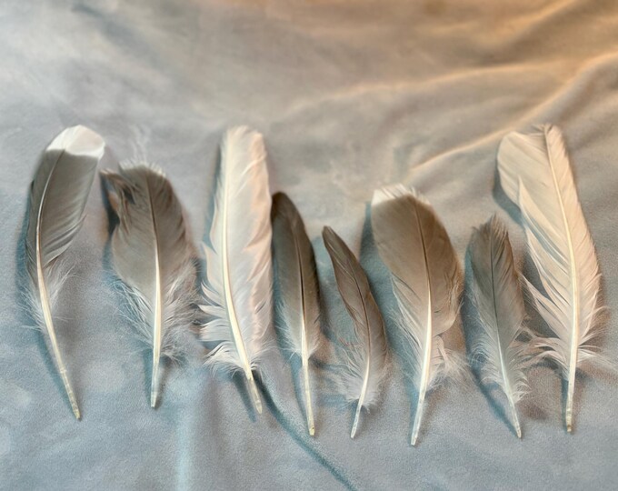 Handpicked Natural Seagull Feathers – Coastal Beach Finds - Etsy