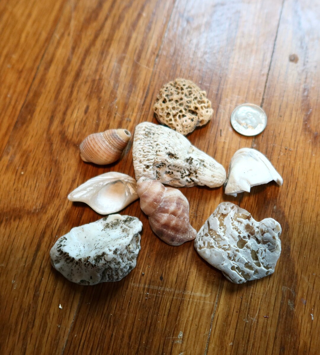 Fossilized Coral - Raw Beach Coral - Beach Shells D9 - Etsy