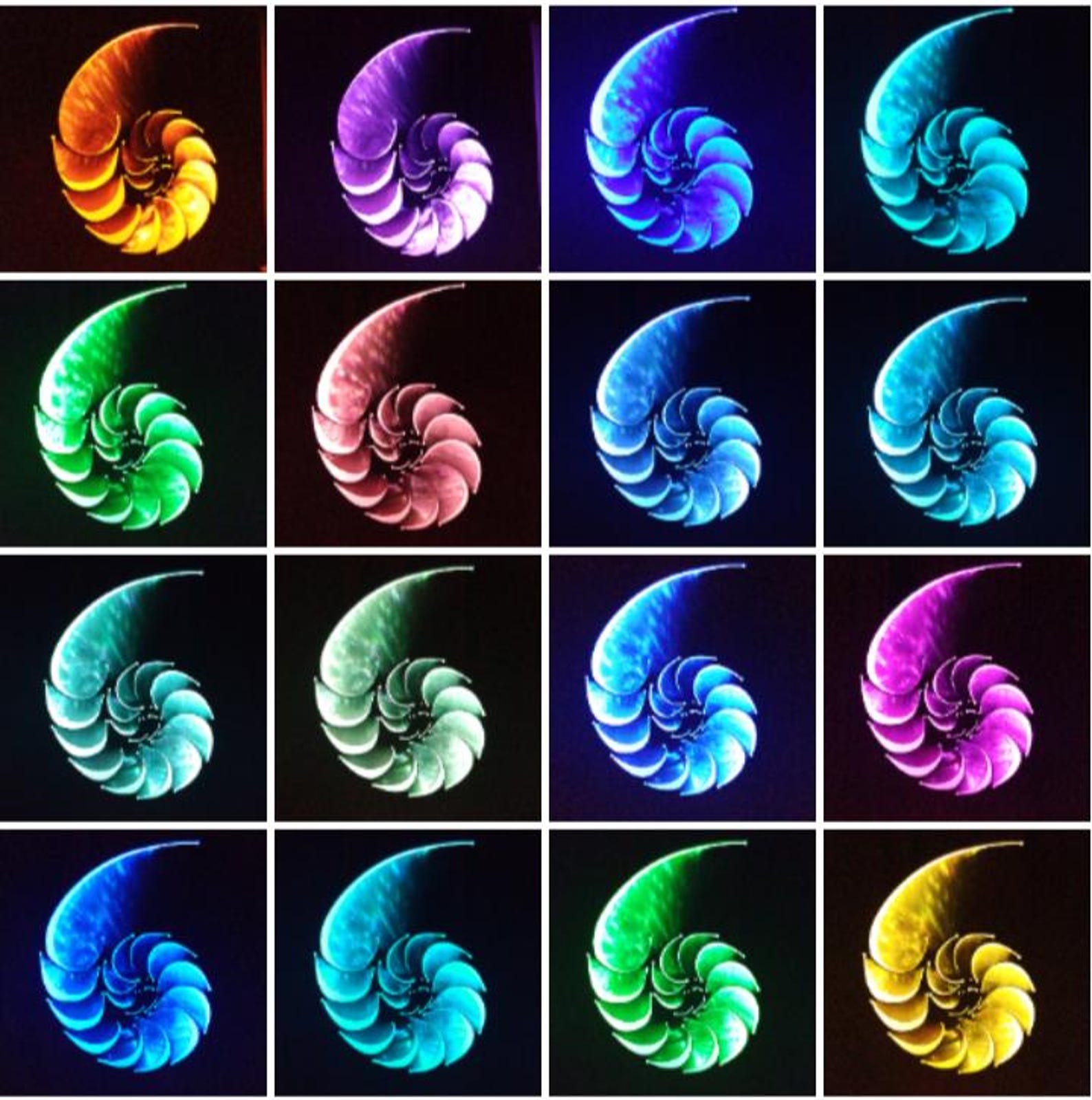 Ammonite Shell Night Light DXF - Lamp DXF File for Plasma/laser Cutting ...