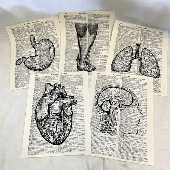 Vintage Anatomy Art Print Doctor Art Theme Dictionary Prints - Etsy
