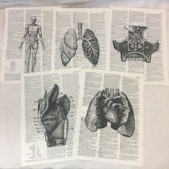 Set of 5 Detailed Anatomy Theme Dictionary Prints Lungs Heart | Etsy