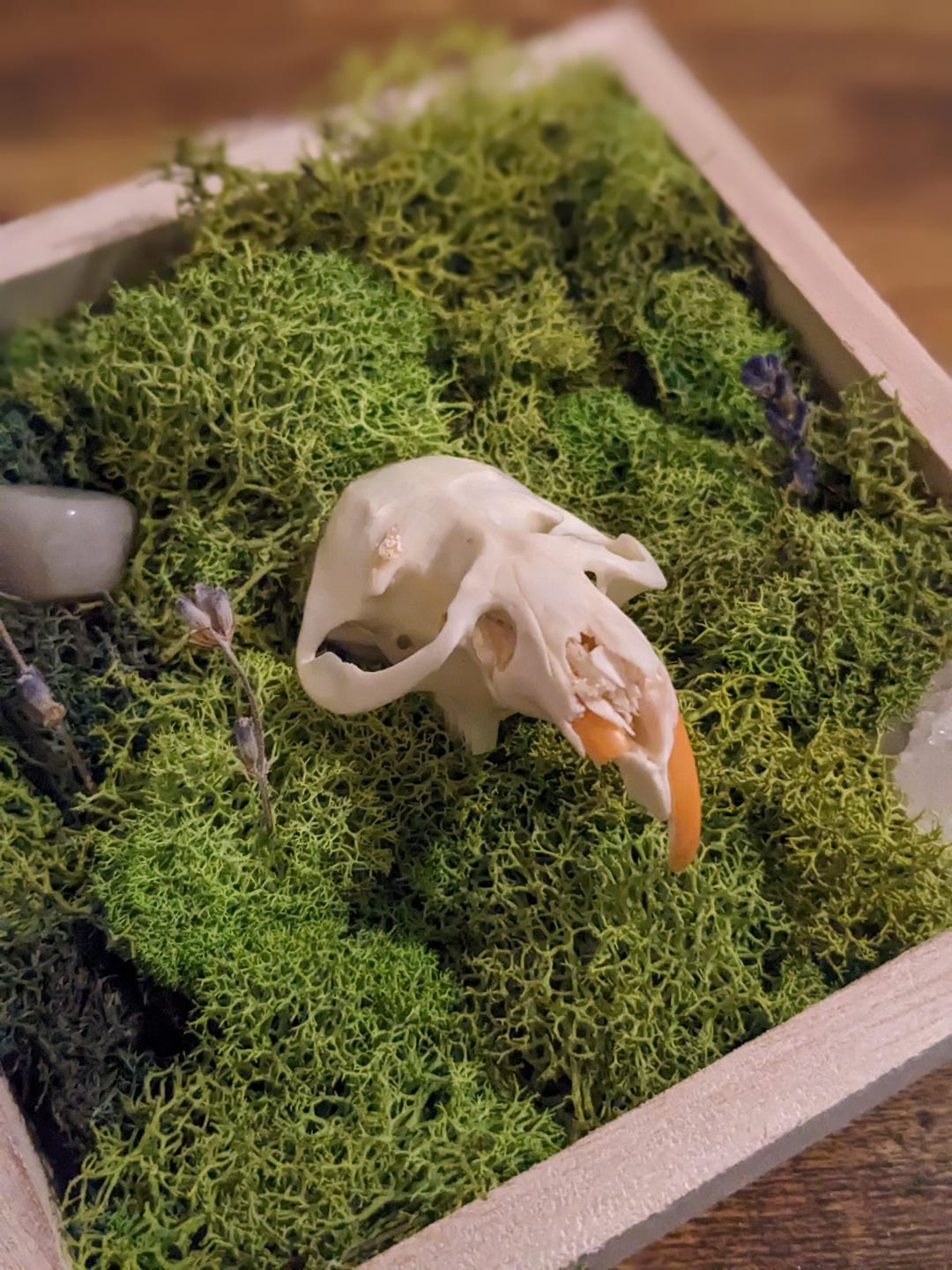 Squirrel Skull Shadowbox - Etsy
