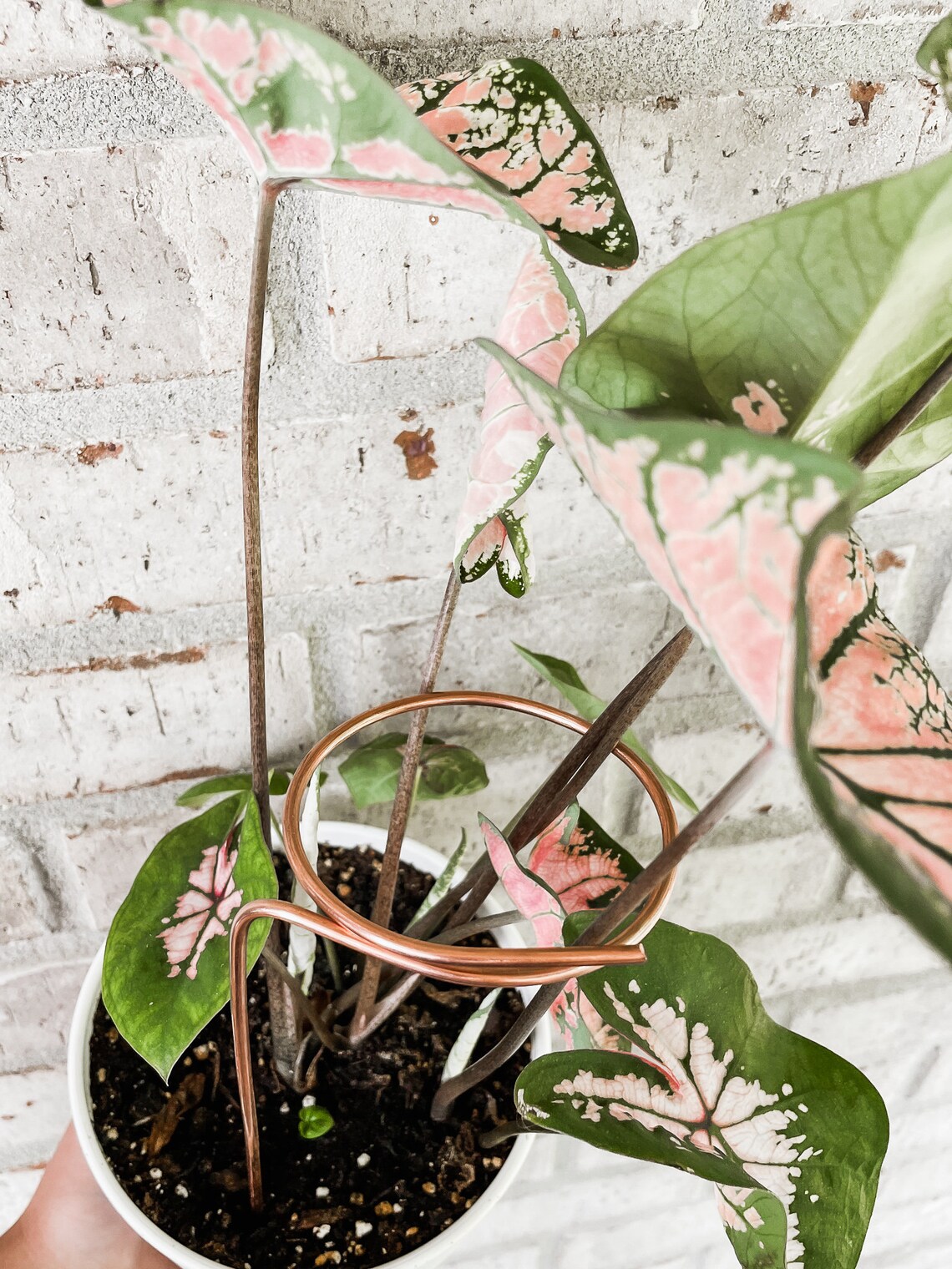 Copper Loop Plant Trellis for Climbing Plants Added Support | Etsy