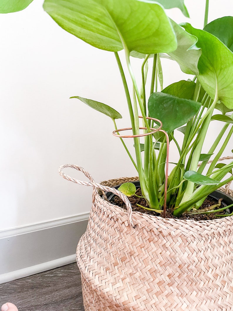 Copper Loop Plant Trellis for Climbing Plants Added Support - Etsy