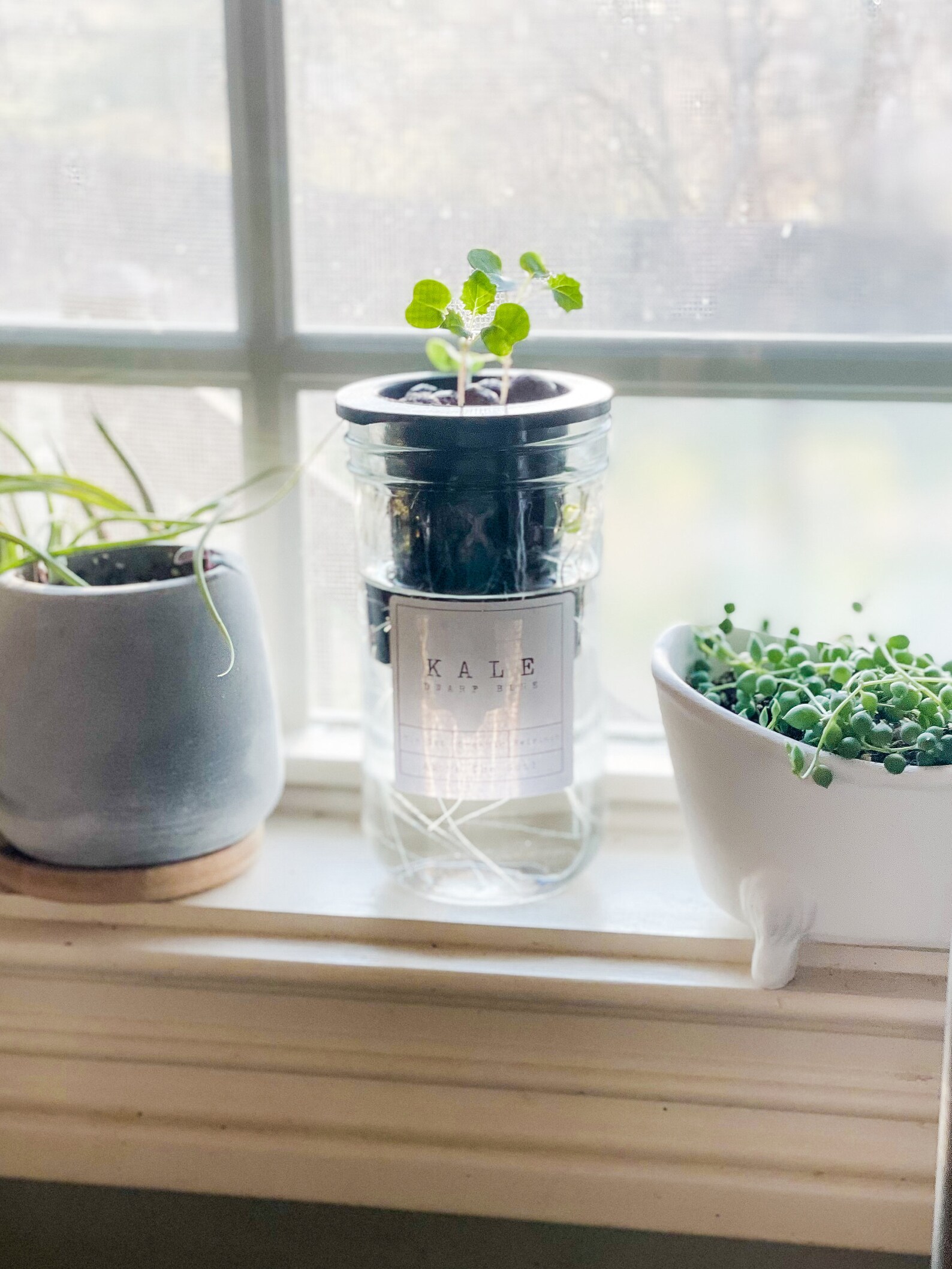 Semi Hydroponic Windowsill Garden Jar Herb Kits Grow Herbs Seeds and ...