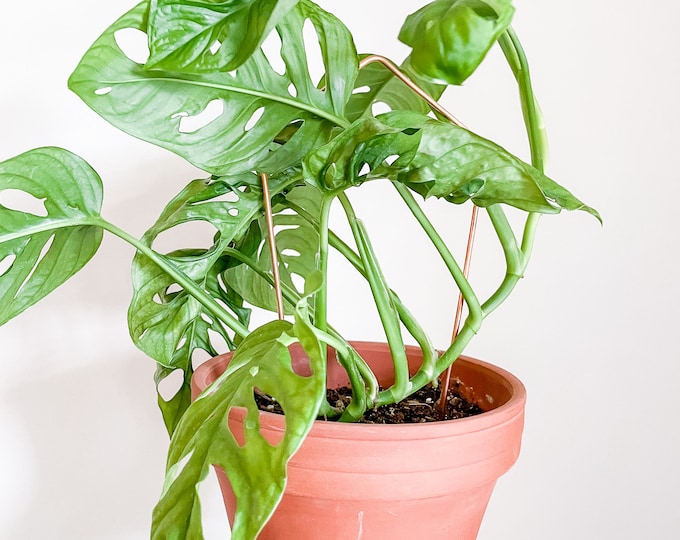 Copper Loop Plant Trellis for Climbing Plants Added Support | Etsy